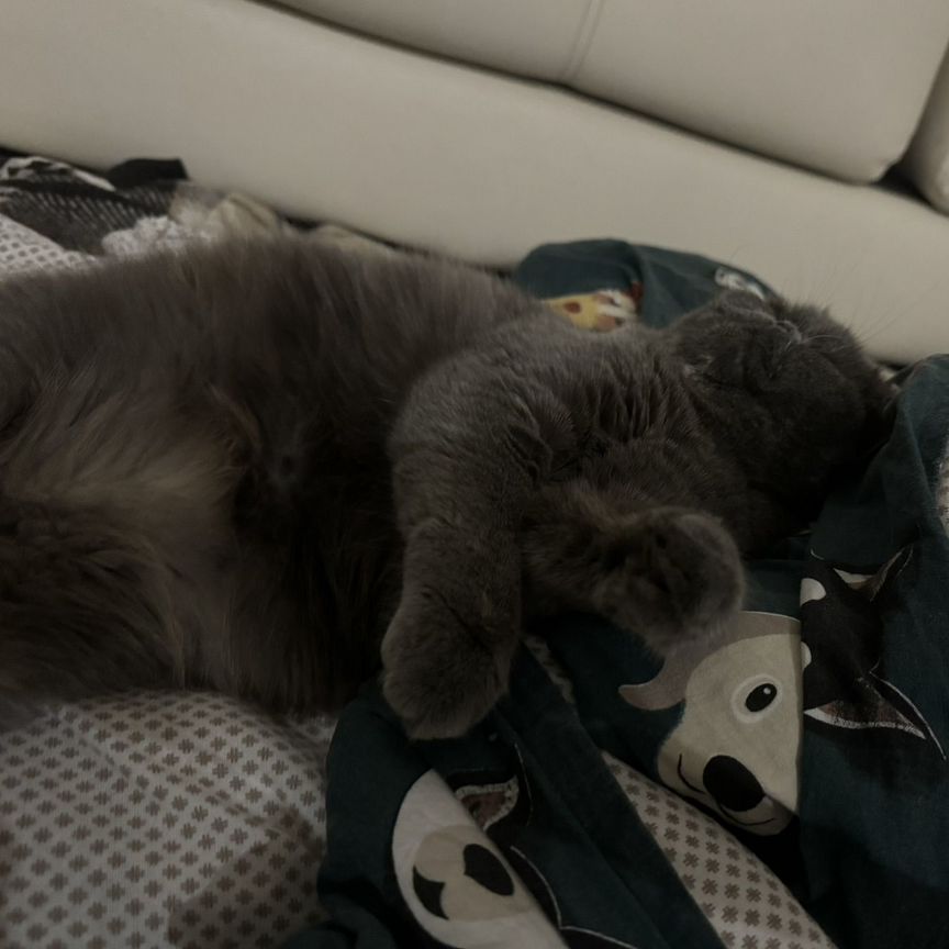 Экзотическая кошка