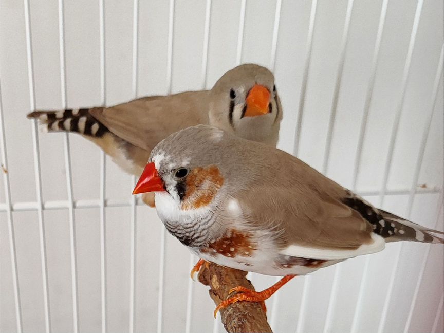 Амадины (пара) с клеткой и всем содержимым + корм