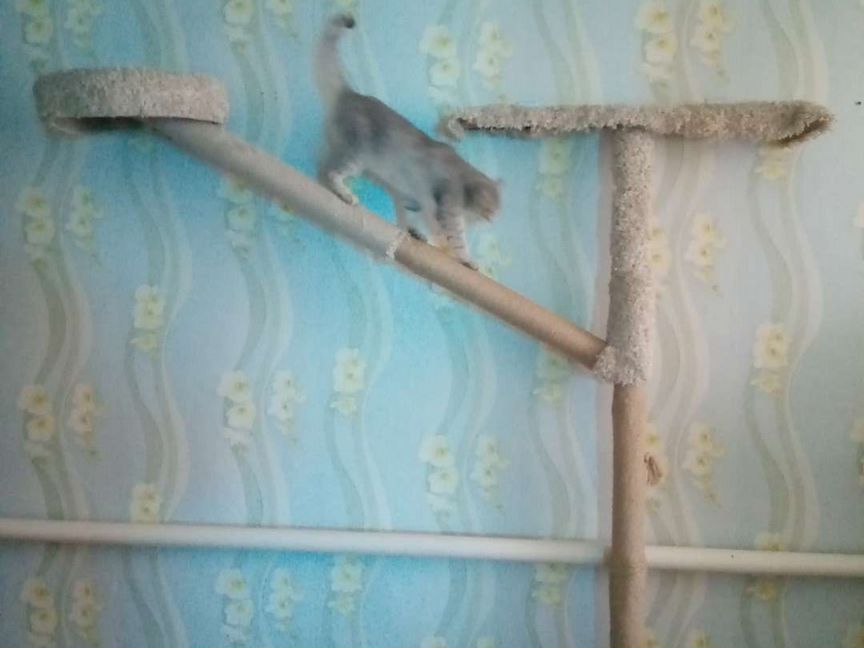 Лазалка для кошек