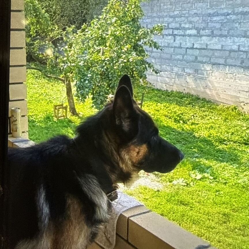 Вязка собак