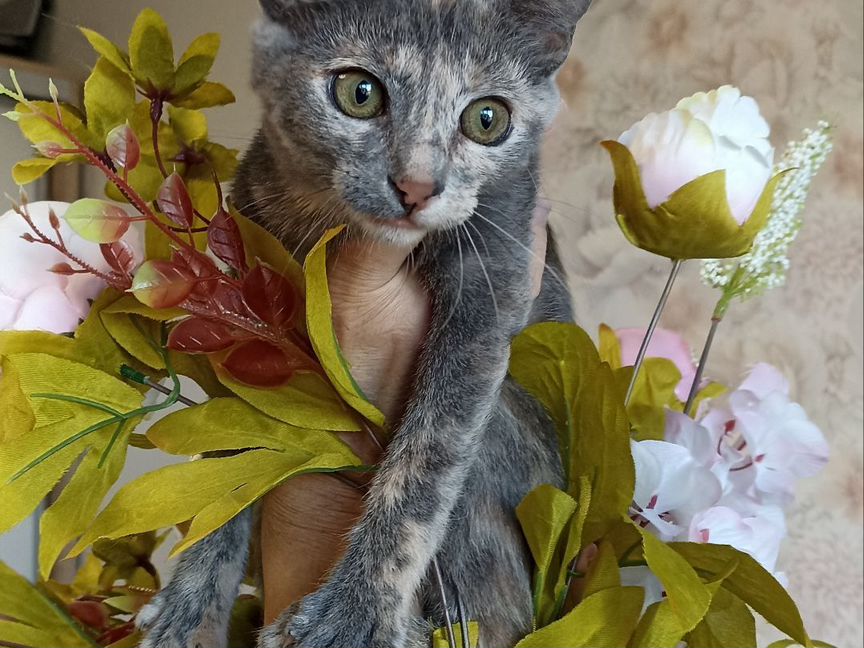 Котенок