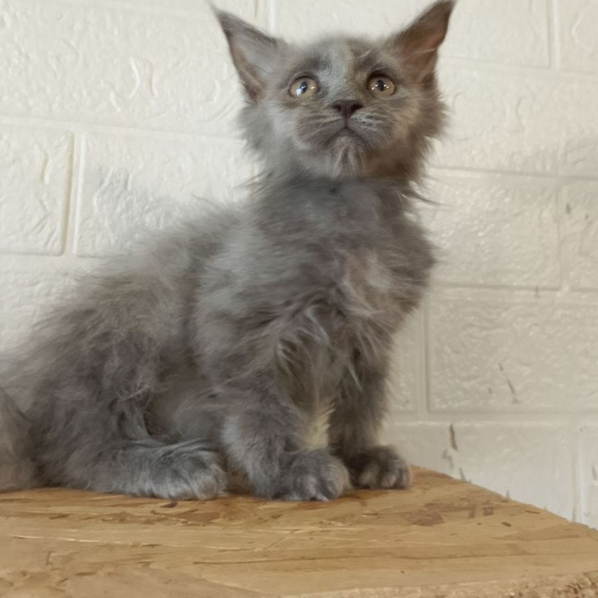 Мейн-кун котёнок