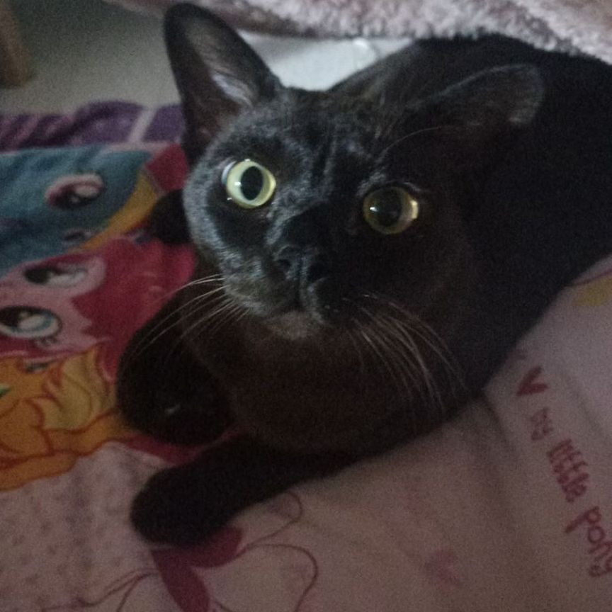 Бурманская кошка в добрые руки