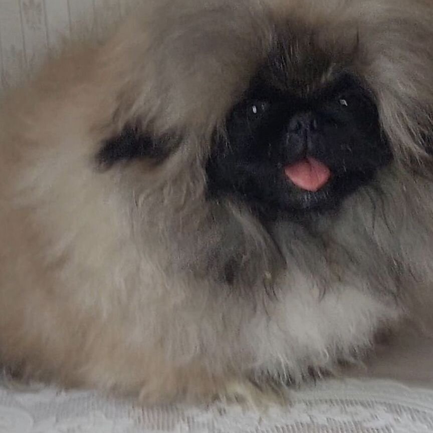 Пекинес, щенок