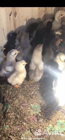 Цыплята породы брама