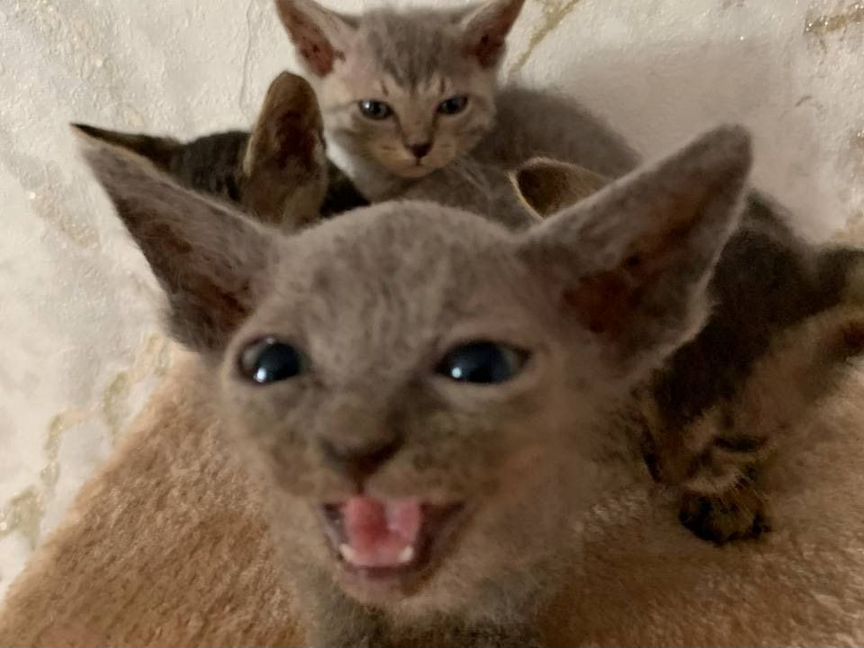 Котята в добрые руки сфинкс шотландец