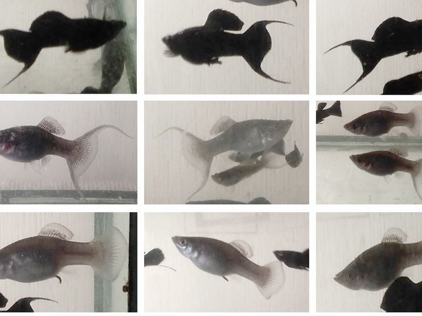 Моллинезии взрослые семья