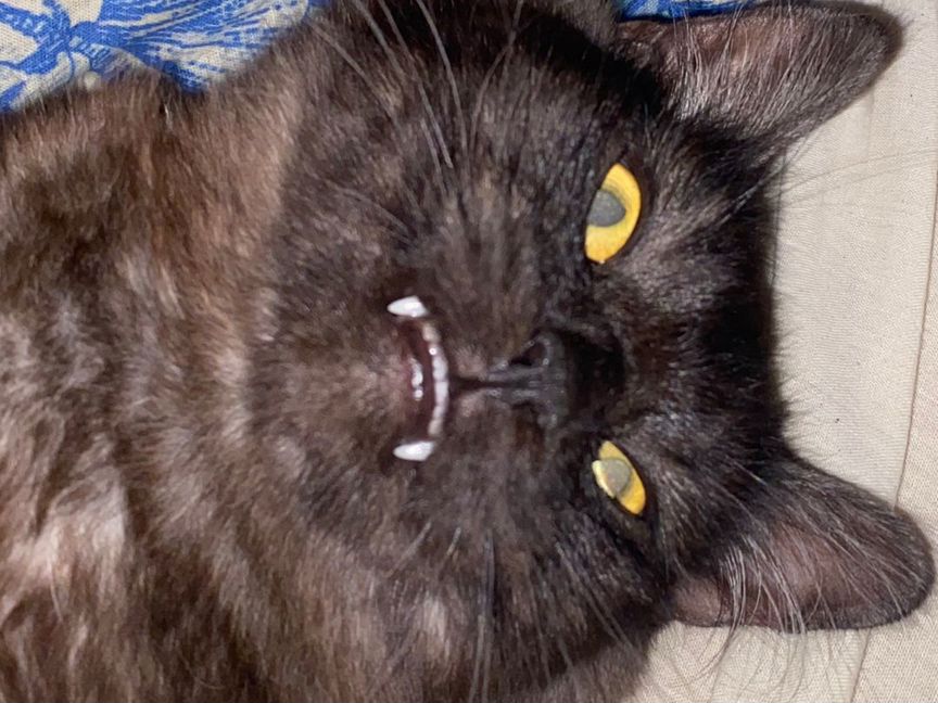 Котёнок вайбовый