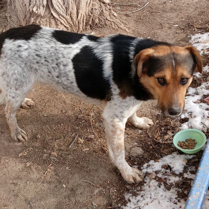 Собака (кобель)