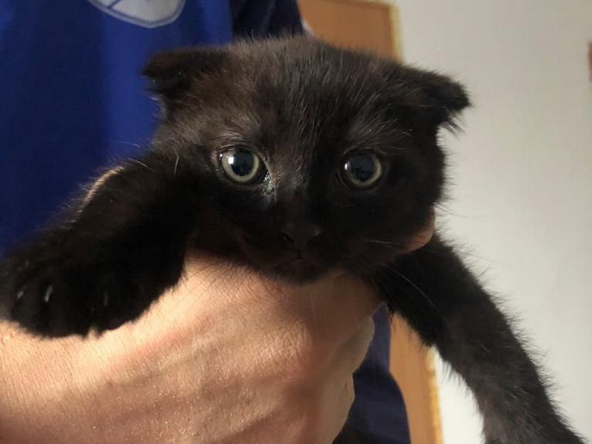 Шотланский вислоухий котенок