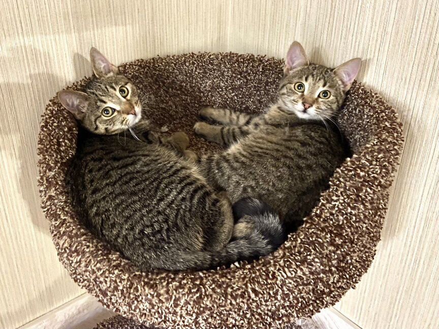 Отдам котят ответственным хозяевам