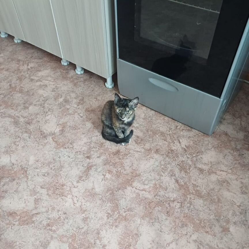 Кошечка маркиза