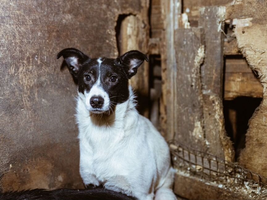 Собака в добрые руки