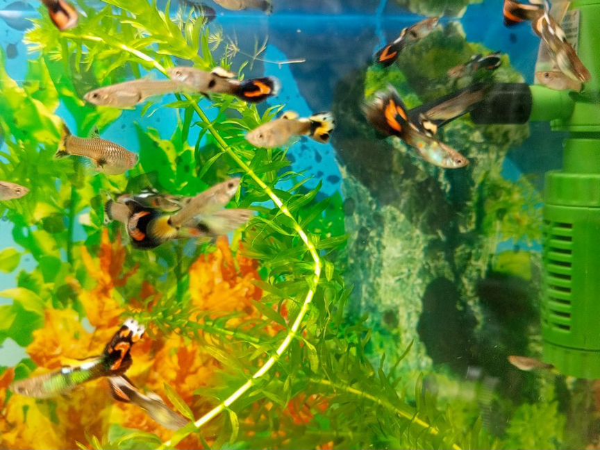 Аквариумные рыбки гуппи