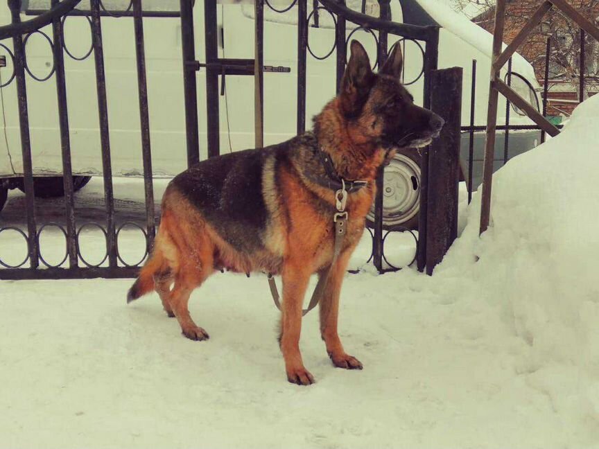 Чистокровные щенки немцы