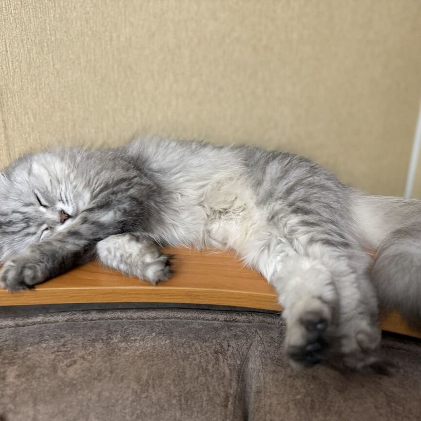 Кошечка в добрые руки