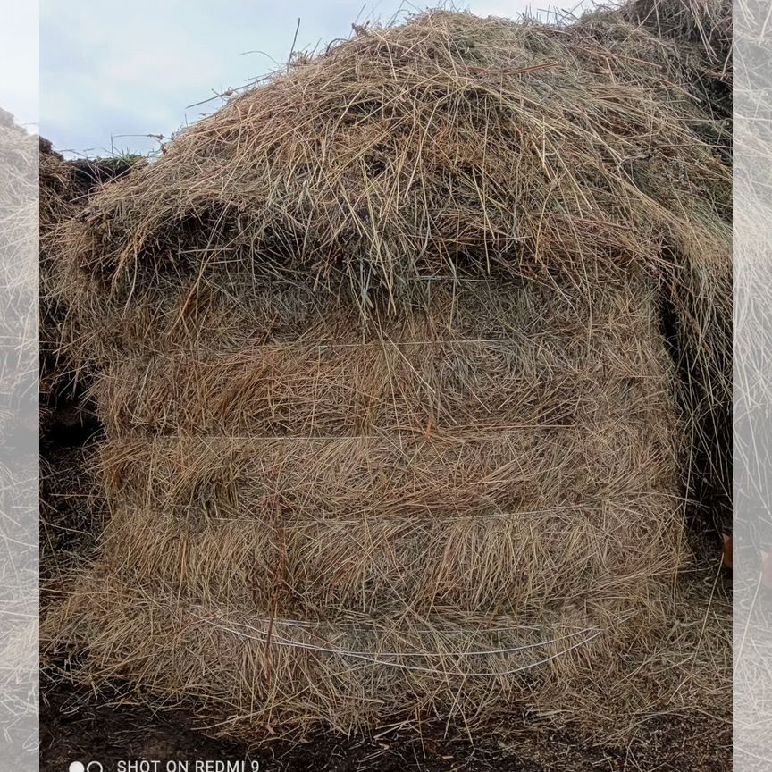 Продам сено в рулонах