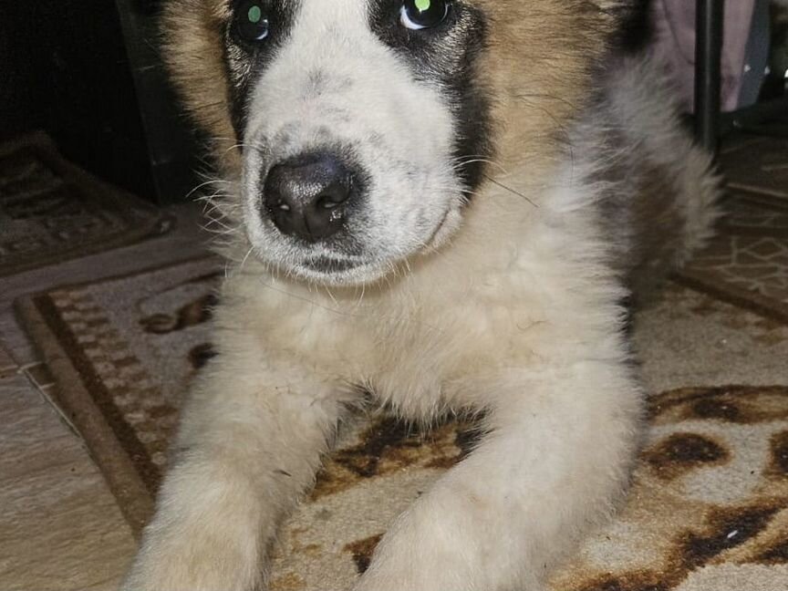 Замечательный щенок 3 месяца в добрые руки