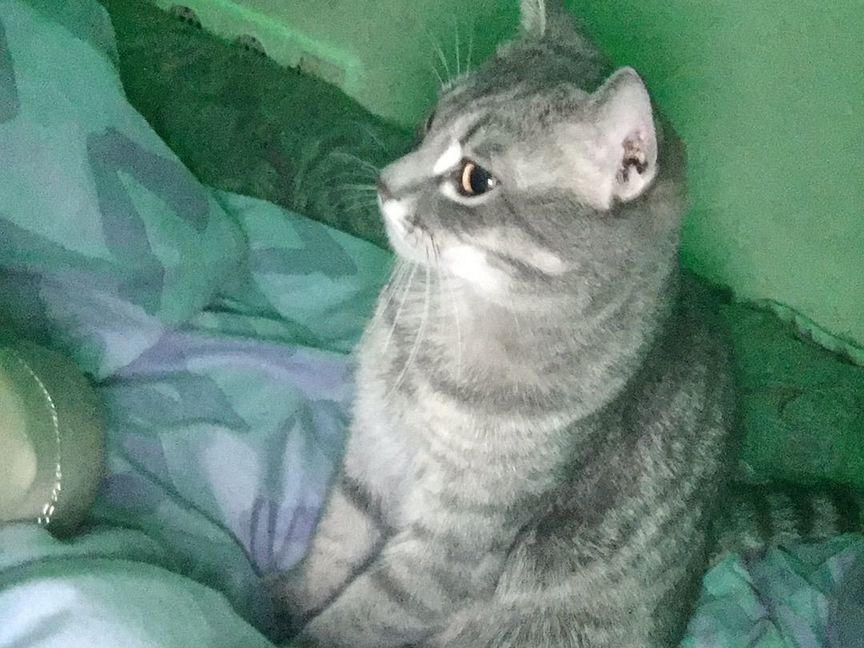 Котята в добрые руки бесплатно