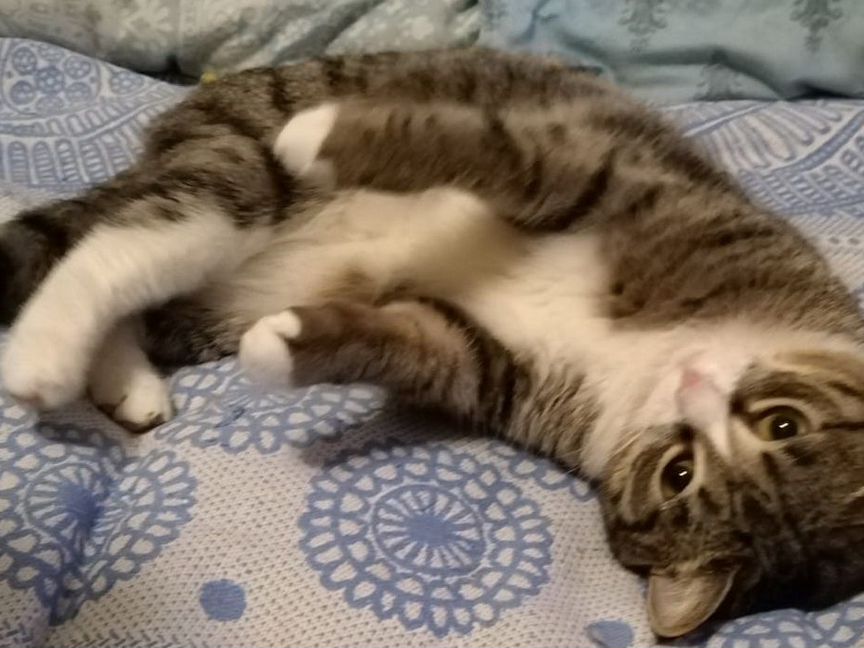 Кошечка ищет дом