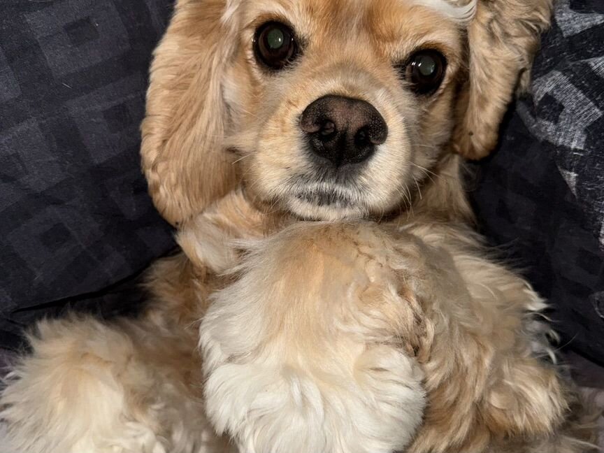 Американский кокер спаниель вязка