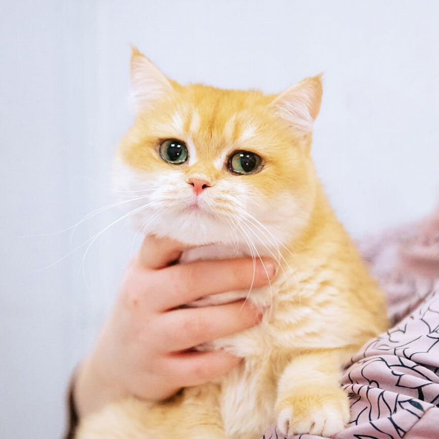 Золотая шиншилла кошечка из приюта бесплатно