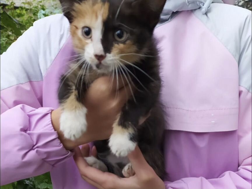 Кошечка Синди