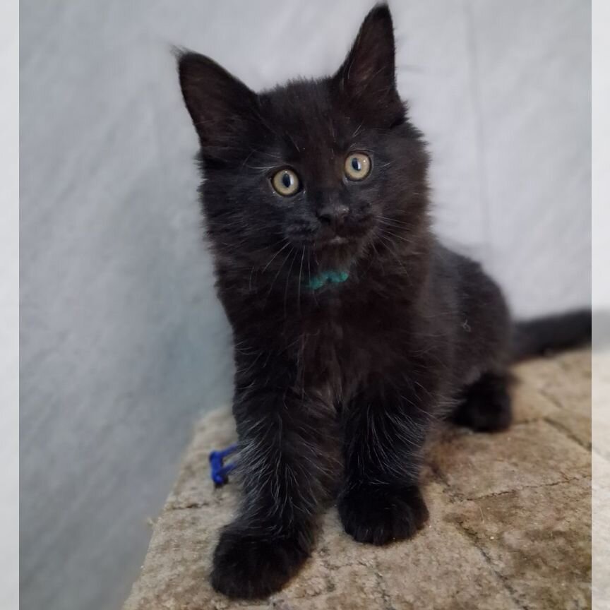 Мейн-кун котёнок