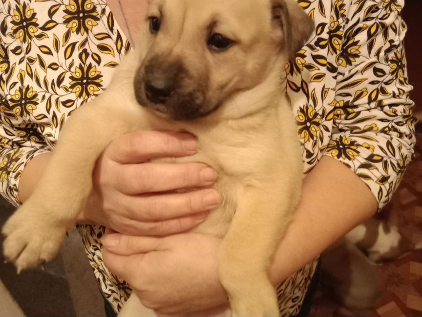 Питбуль шенки