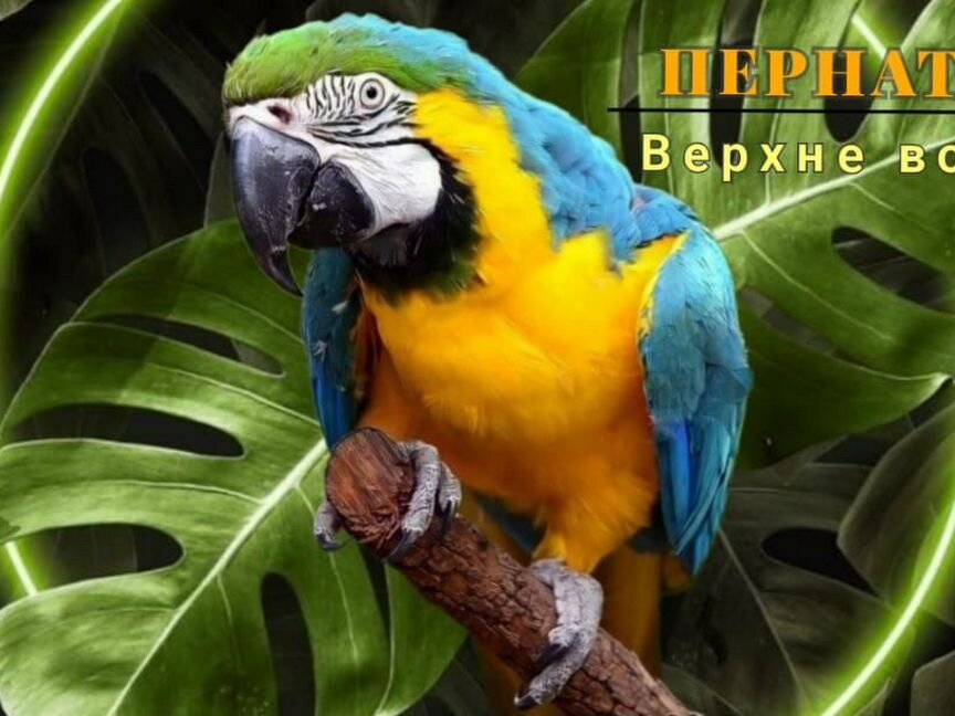 Питомник Пернатый друг
