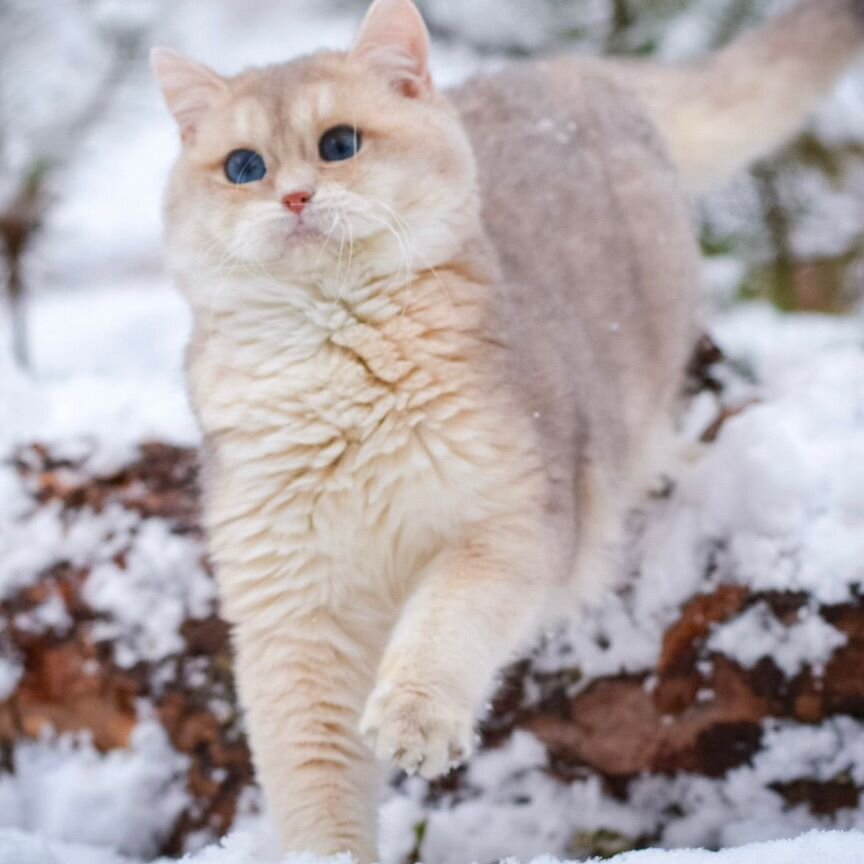 Котенок золотая шиншилла с голубыми глазками