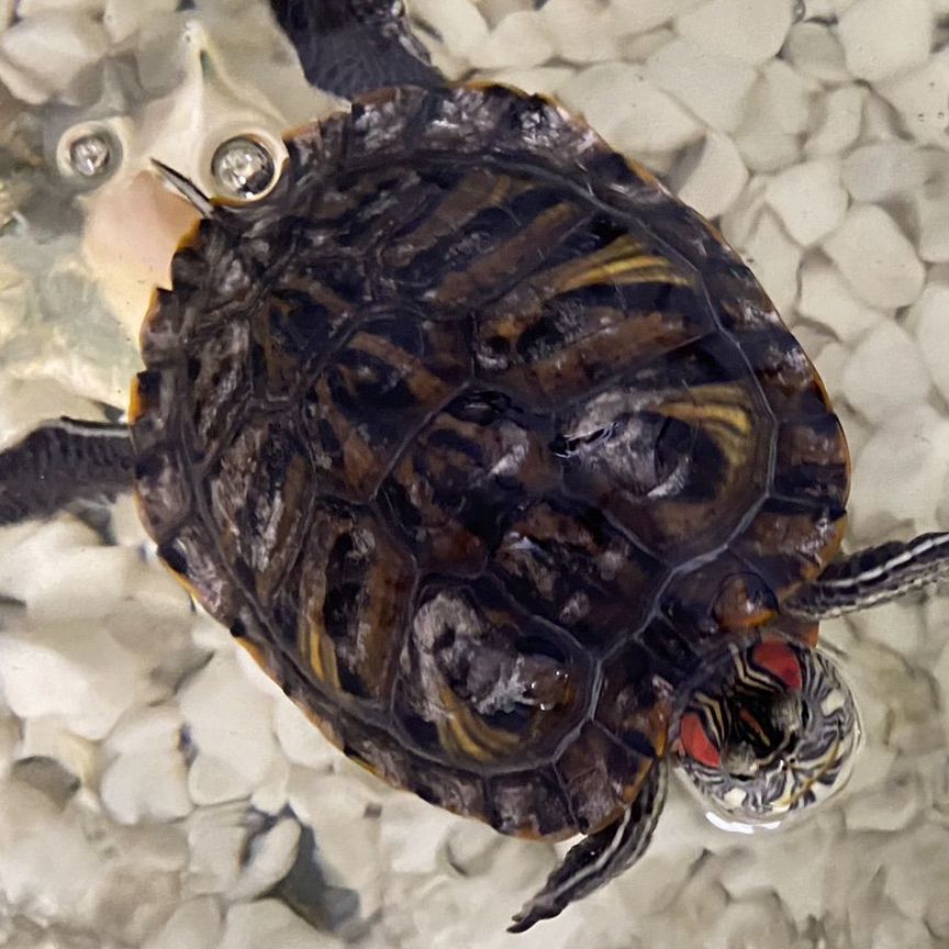 Аквариум с тумбой 200л