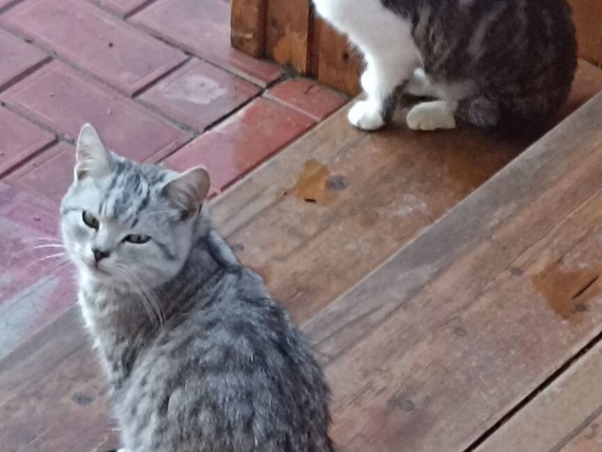 Отдам кота в добрые руки