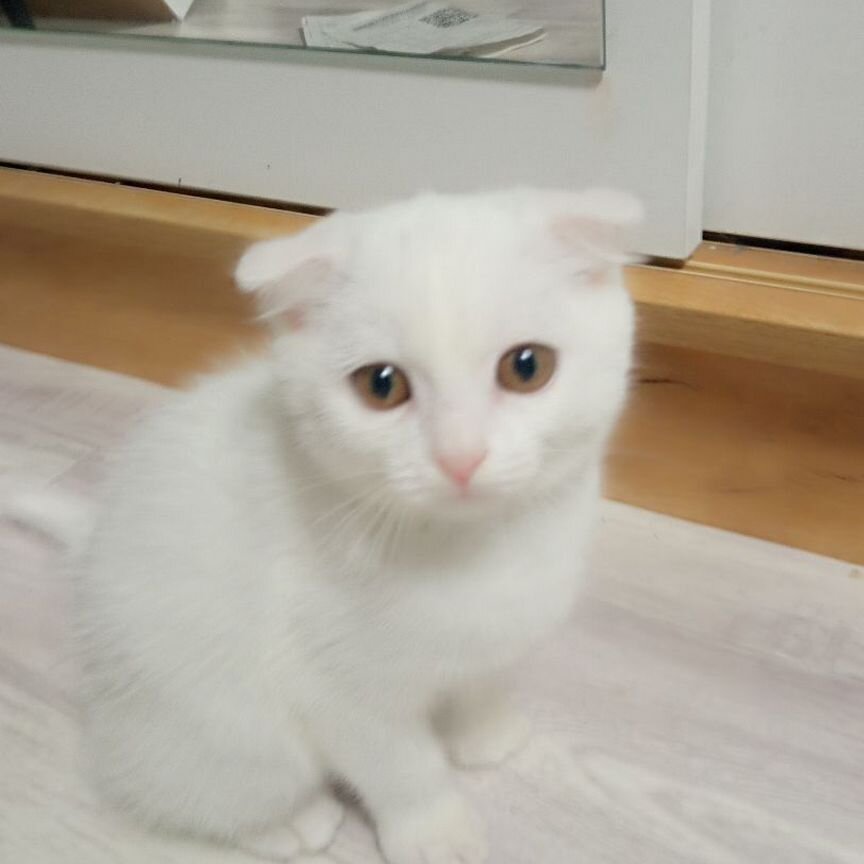 Котёнок вислоухий