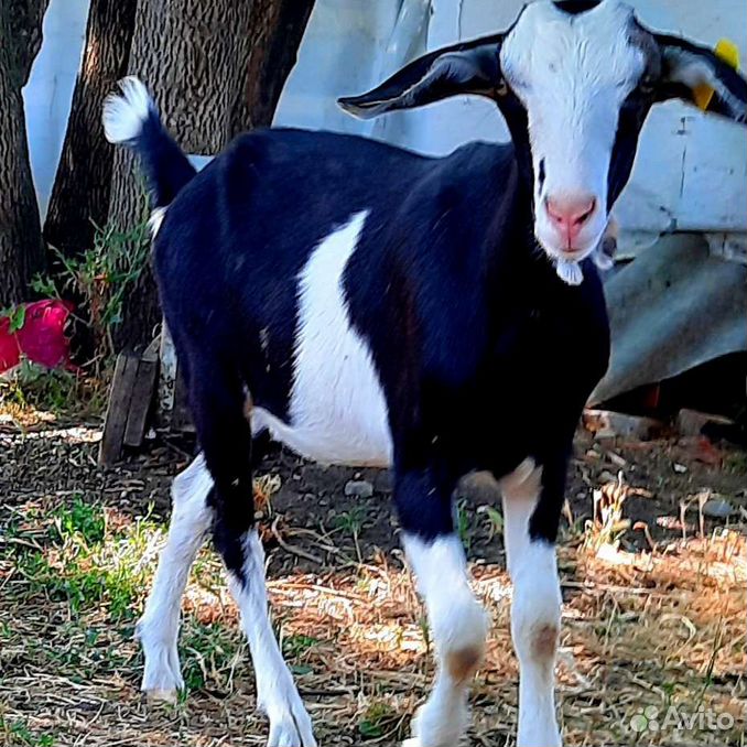 Козочка 50 проц(полукровка)