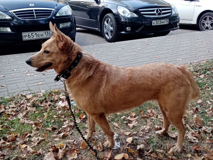 Собака в добрые руки