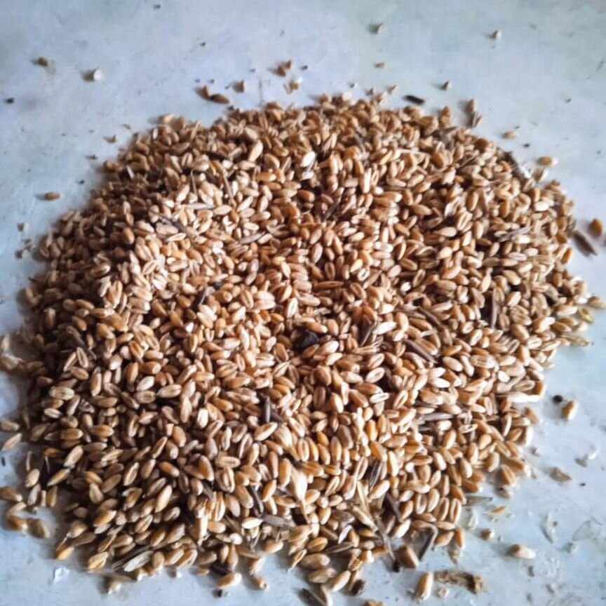 Зерно пшеница ячмень