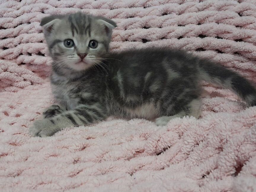 Вислоухий котик