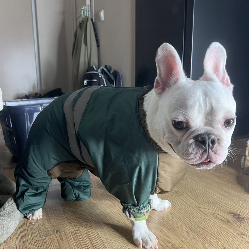 Комбинезон для средней собаки