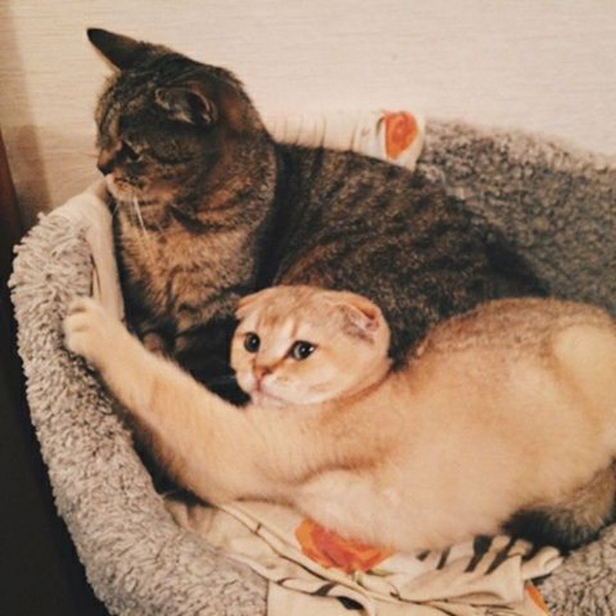 Кошек надо спасать
