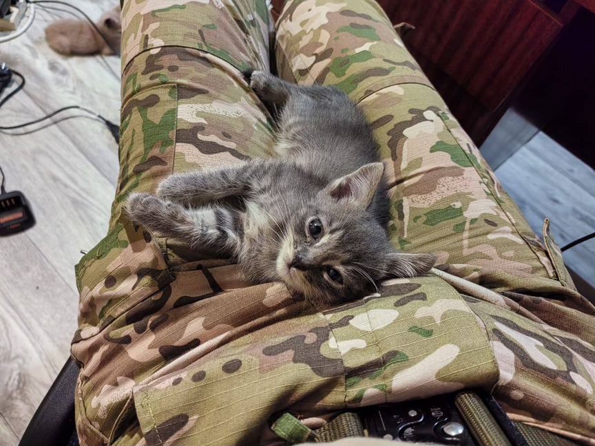 Котята с лбс