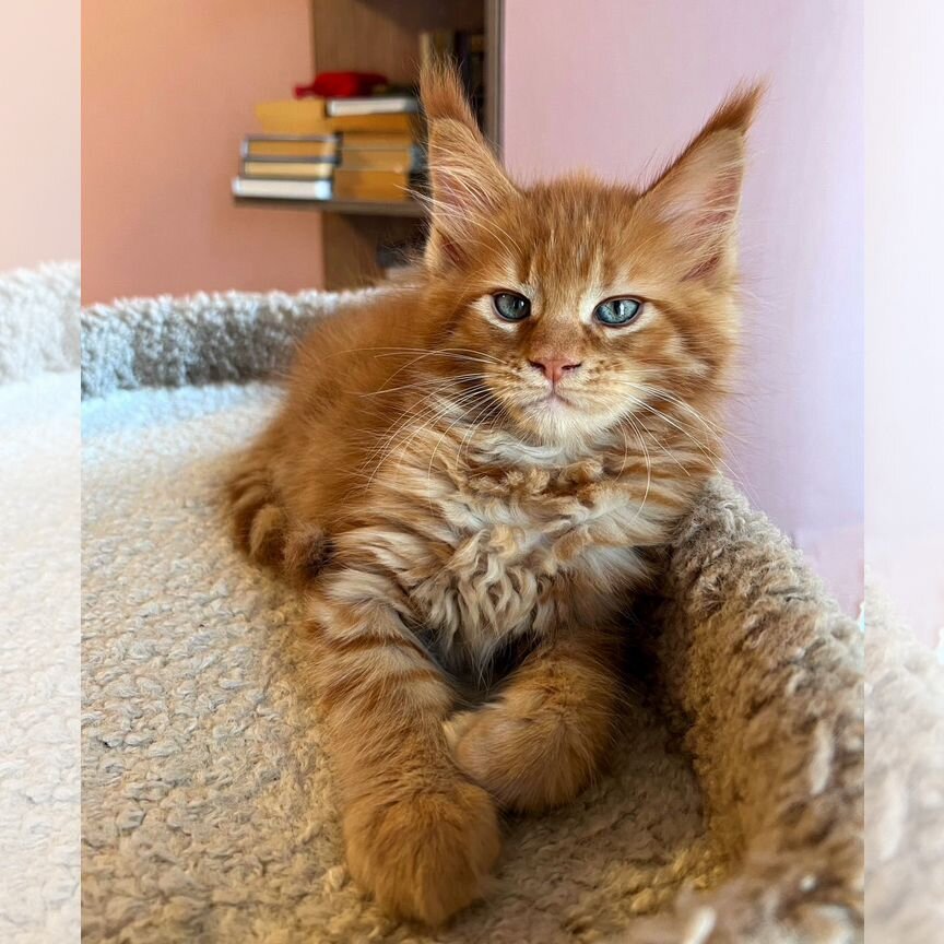 Мейн-кун котёнок