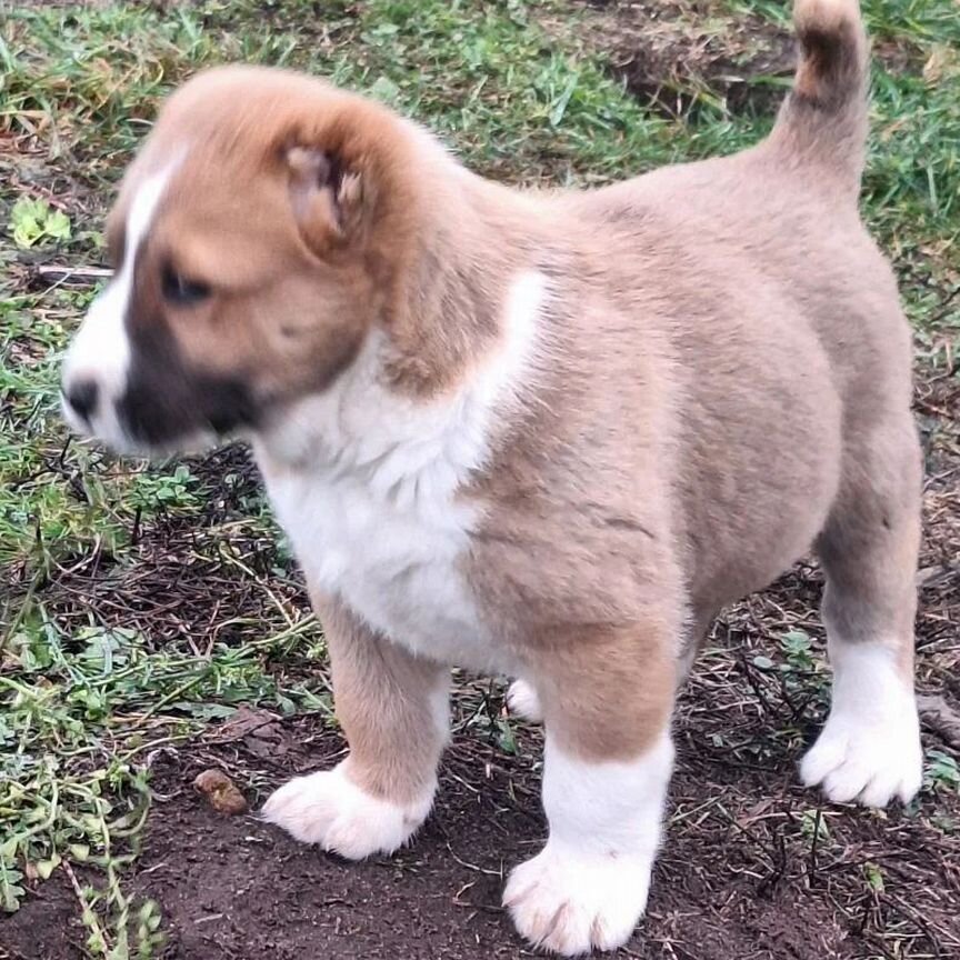 Среднеазиатская овчарка, щенок