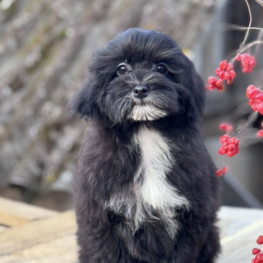 Мальчик мальтипу (Смотрите все объявления