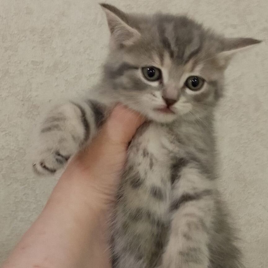 Шотландский прямоухий короткошёрстный котёнок