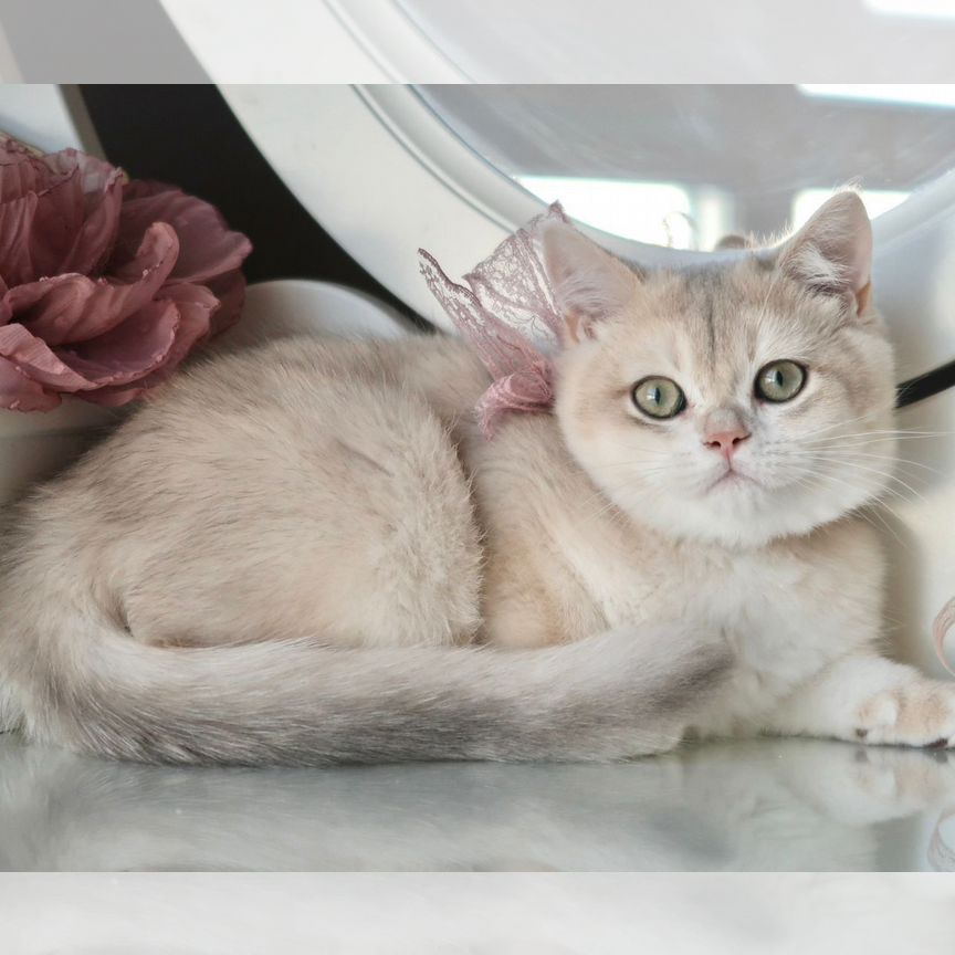Британский короткошёрстный котёнок