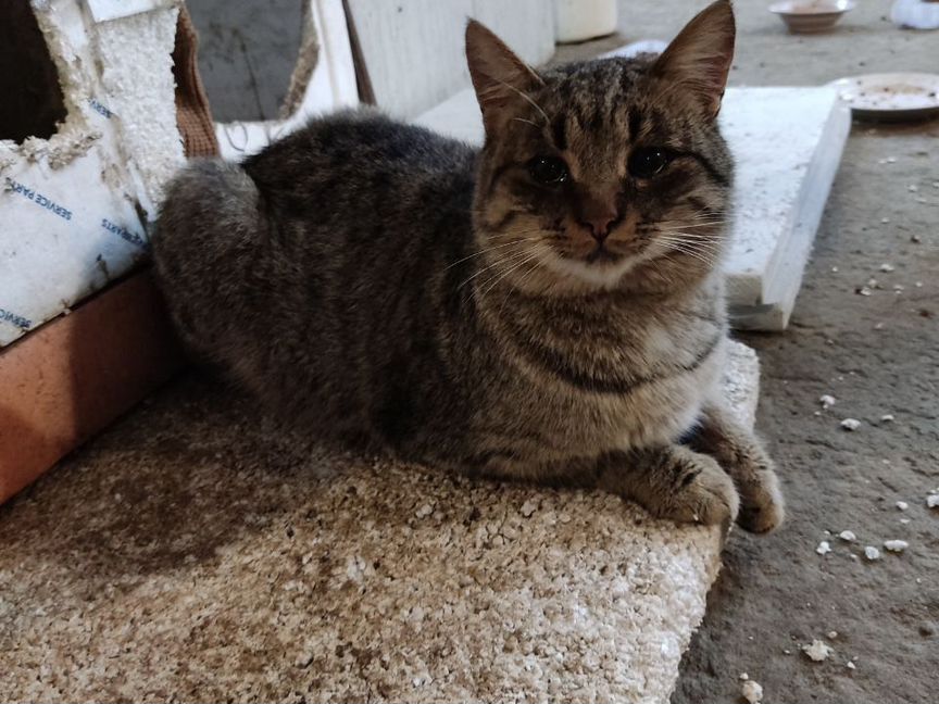Коты в добрые руки