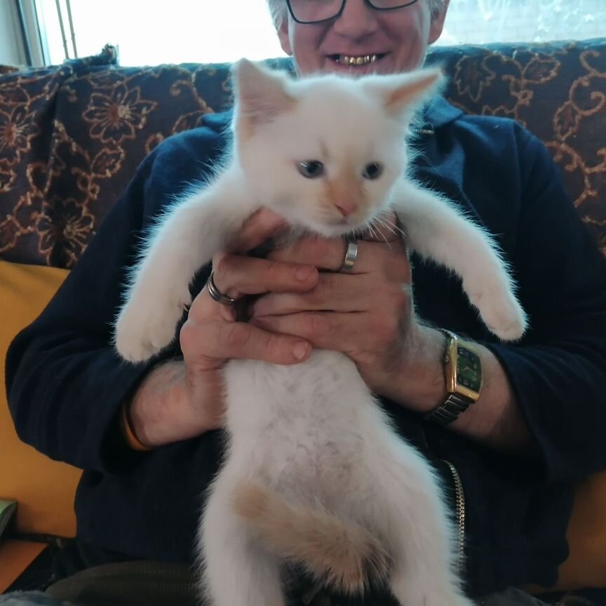 Котята