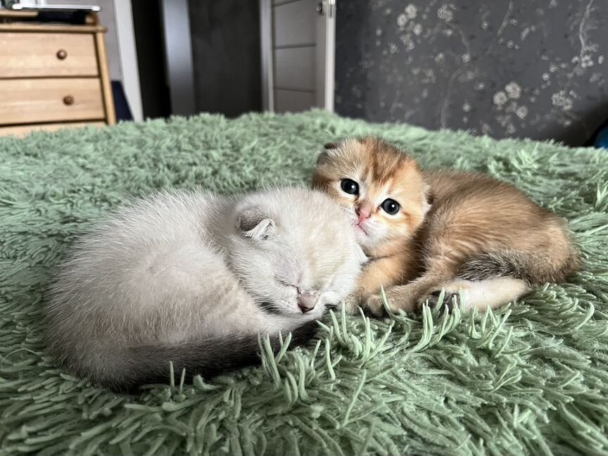 Котята вислоухие шотландские