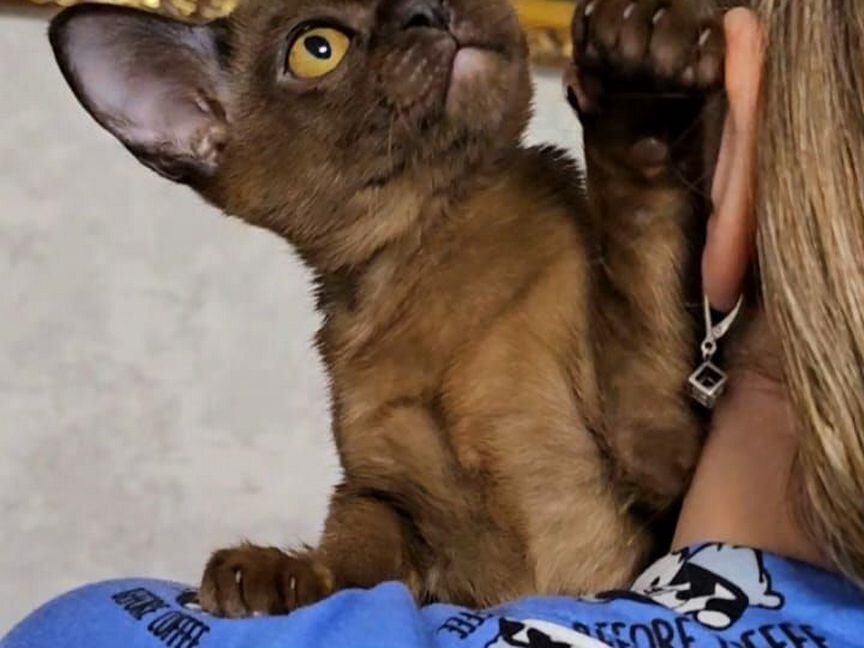 Бурманские котята